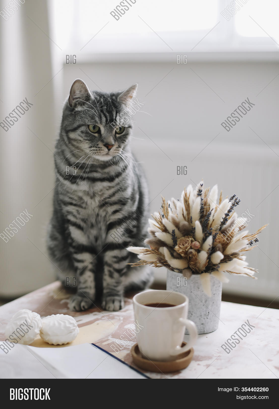 Funny Cat On Hygge Image & Photo (Free Trial) | Bigstock