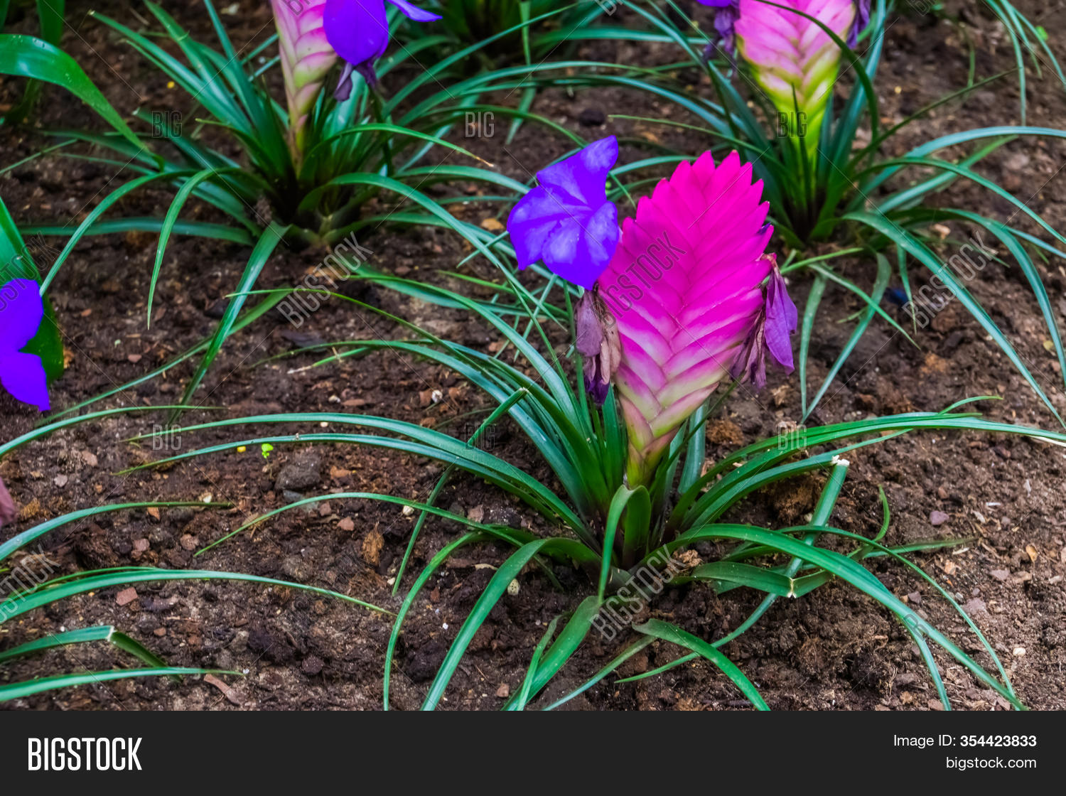 Closeup Vriesea Image & Photo (Free Trial) | Bigstock