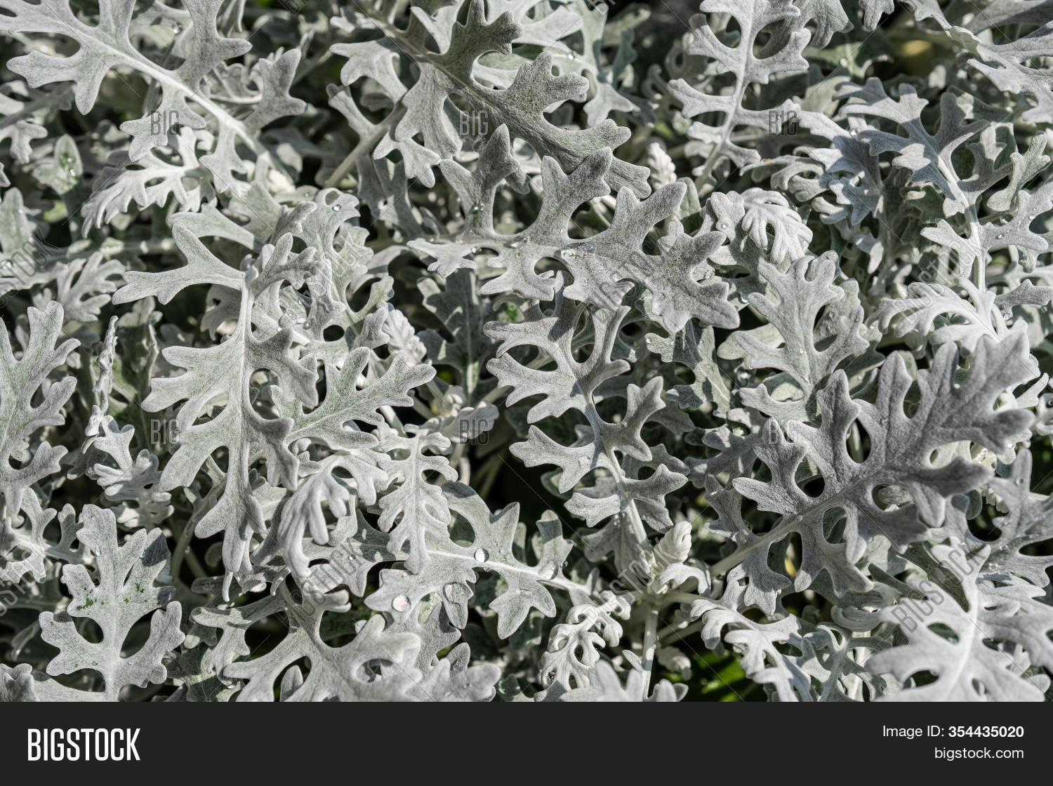 Many Gray Soft Leaves Image & Photo (Free Trial) | Bigstock