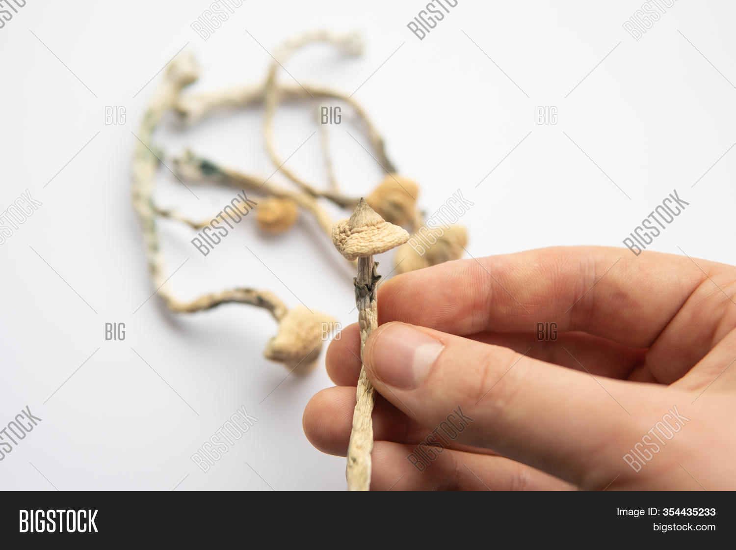 Dry Psilocybe Cubensis Image & Photo (Free Trial) | Bigstock