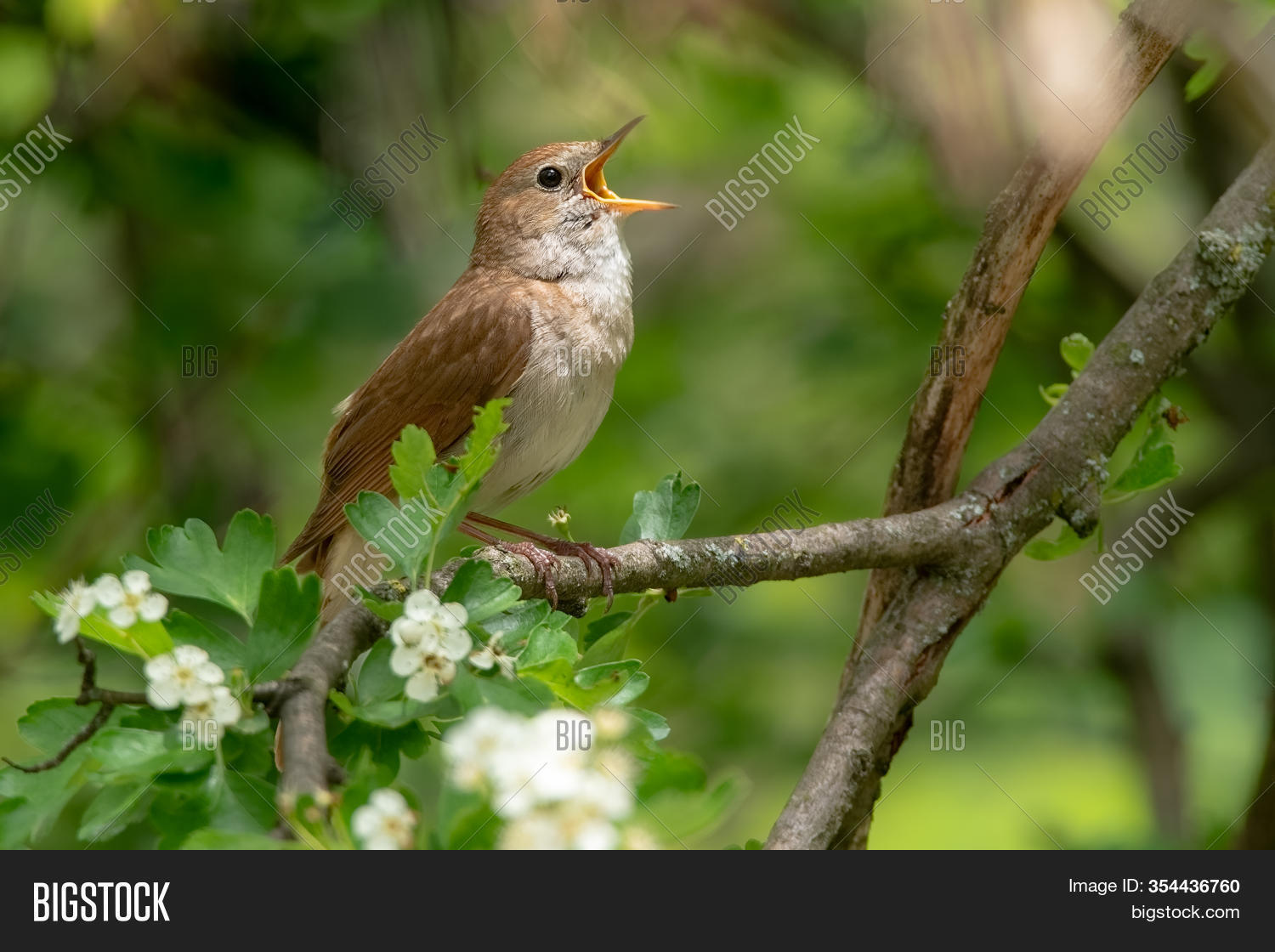 Nightingale Singing At Night Stock Photo Thinkstock