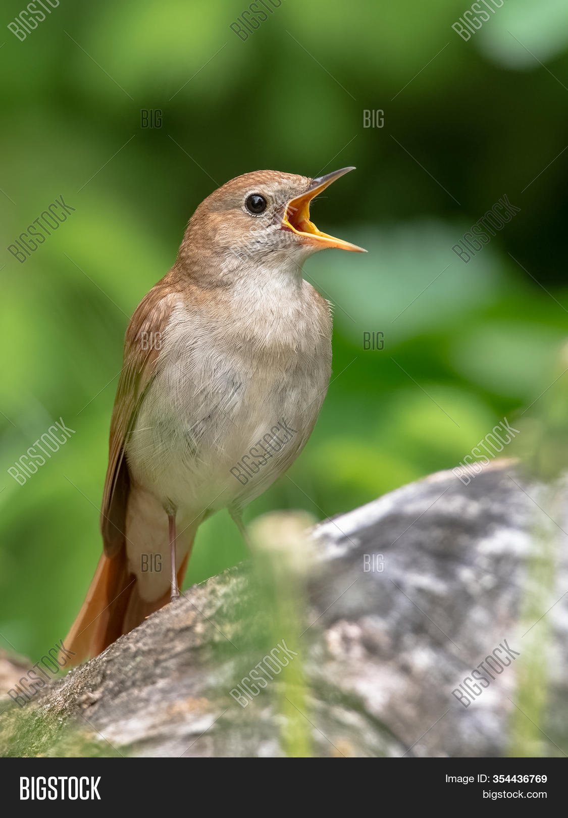 Nightingale Singing At Night