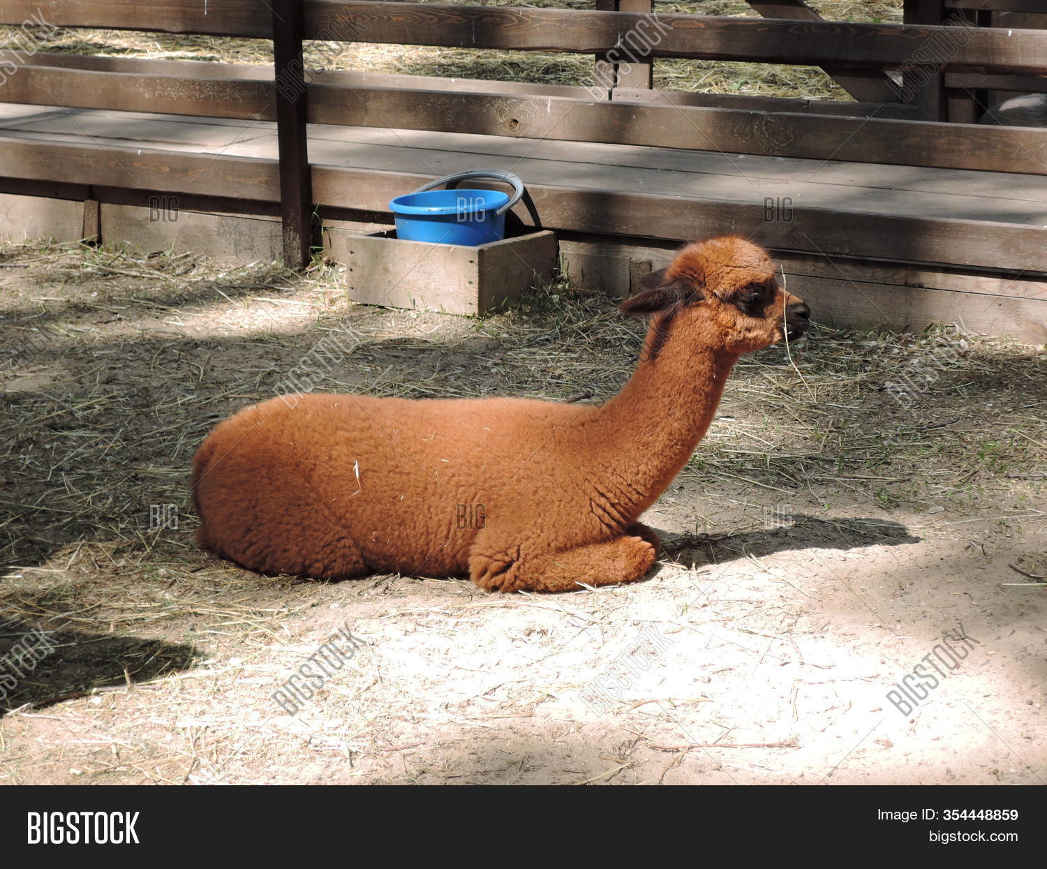 Brown Alpaca Lying Image & Photo (Free Trial) | Bigstock