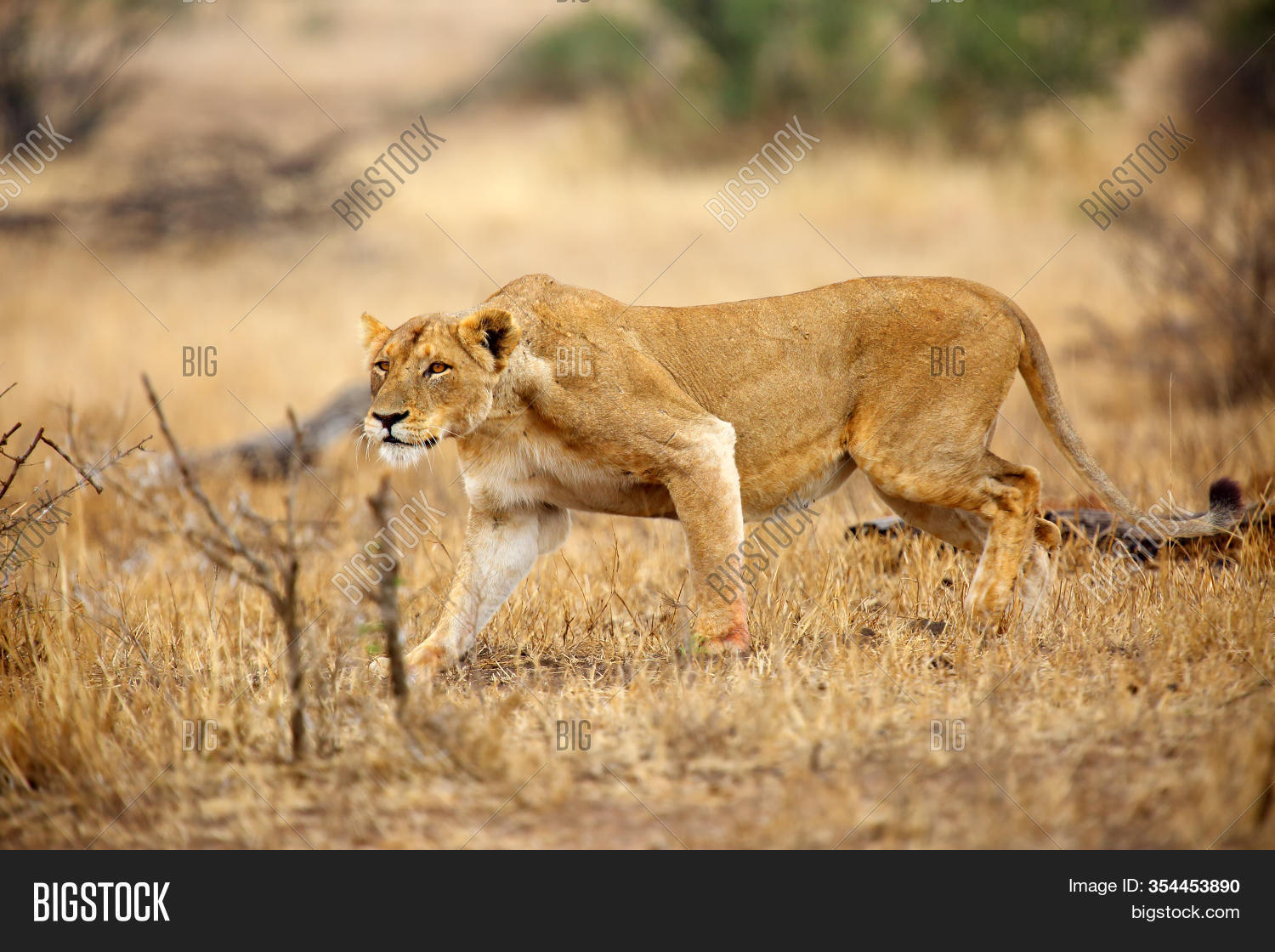 Southern Lion ( Image & Photo (Free Trial) | Bigstock