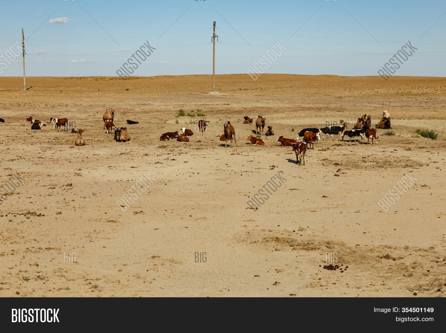Herd Cows Camels On Image & Photo (Free Trial) | Bigstock