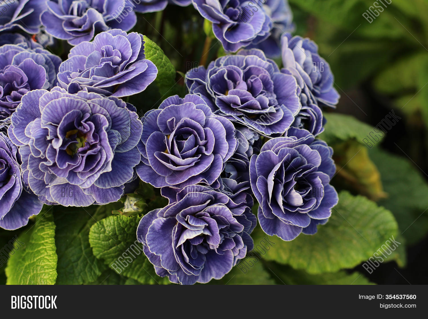Beautiful Pale Purple Image & Photo (Free Trial) | Bigstock