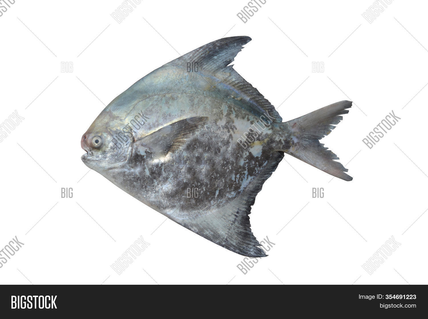Gray Pomfret Fish Image & Photo (Free Trial) | Bigstock