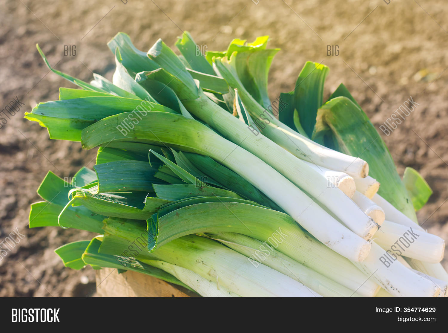Freshly Picked Leek Image & Photo (Free Trial) | Bigstock