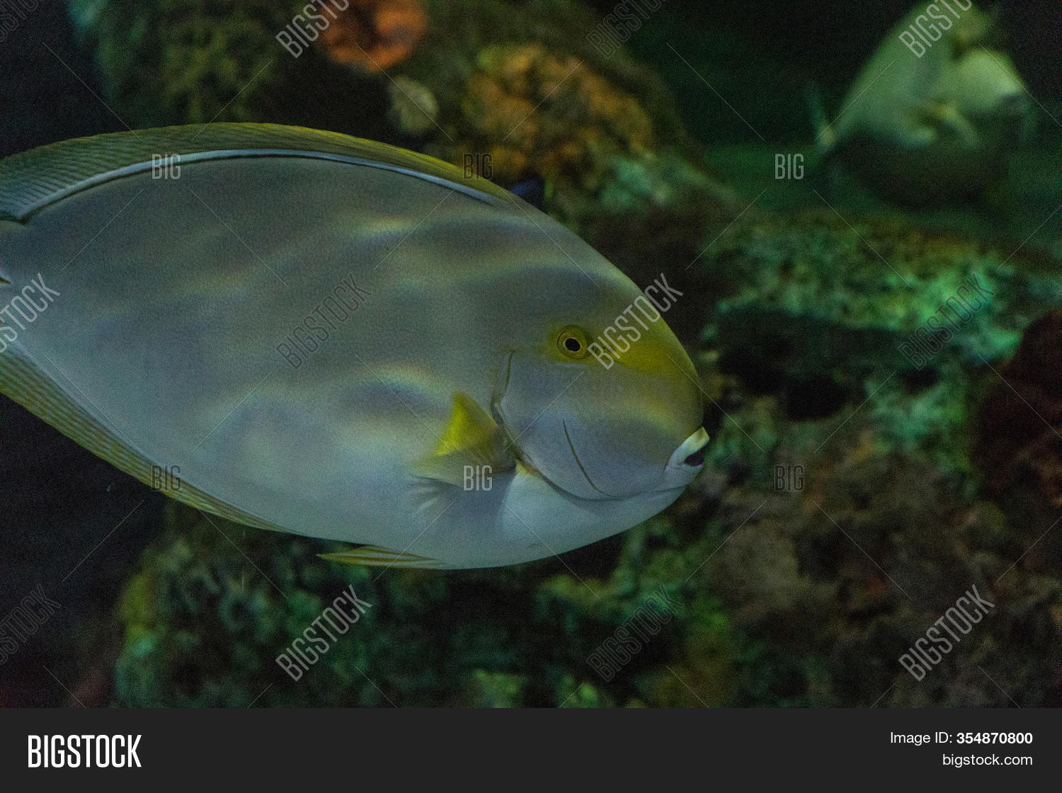Epaulette Surgeon Fish Image & Photo (Free Trial) | Bigstock