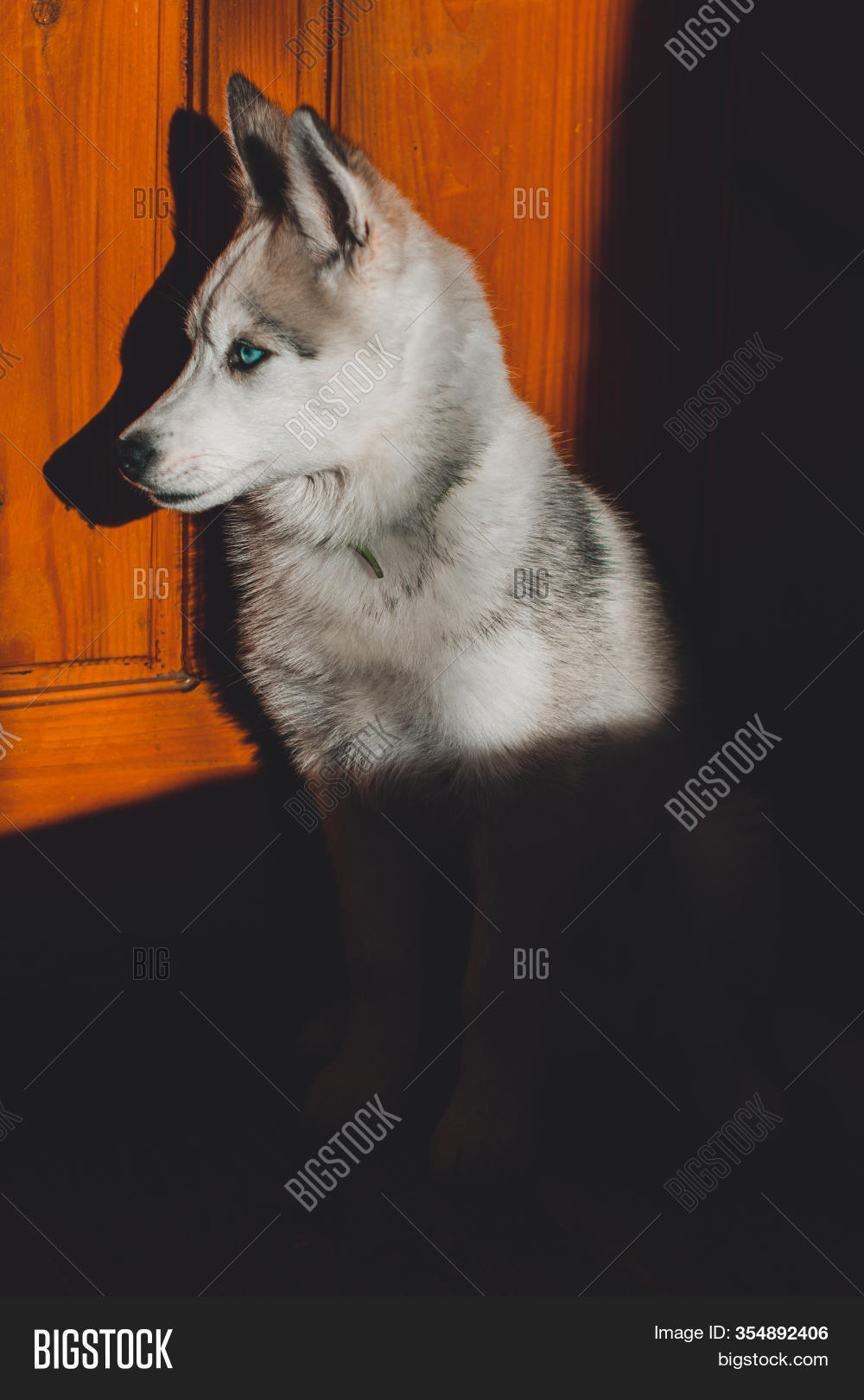 Portrait Husky Shadows Image & Photo (Free Trial) | Bigstock