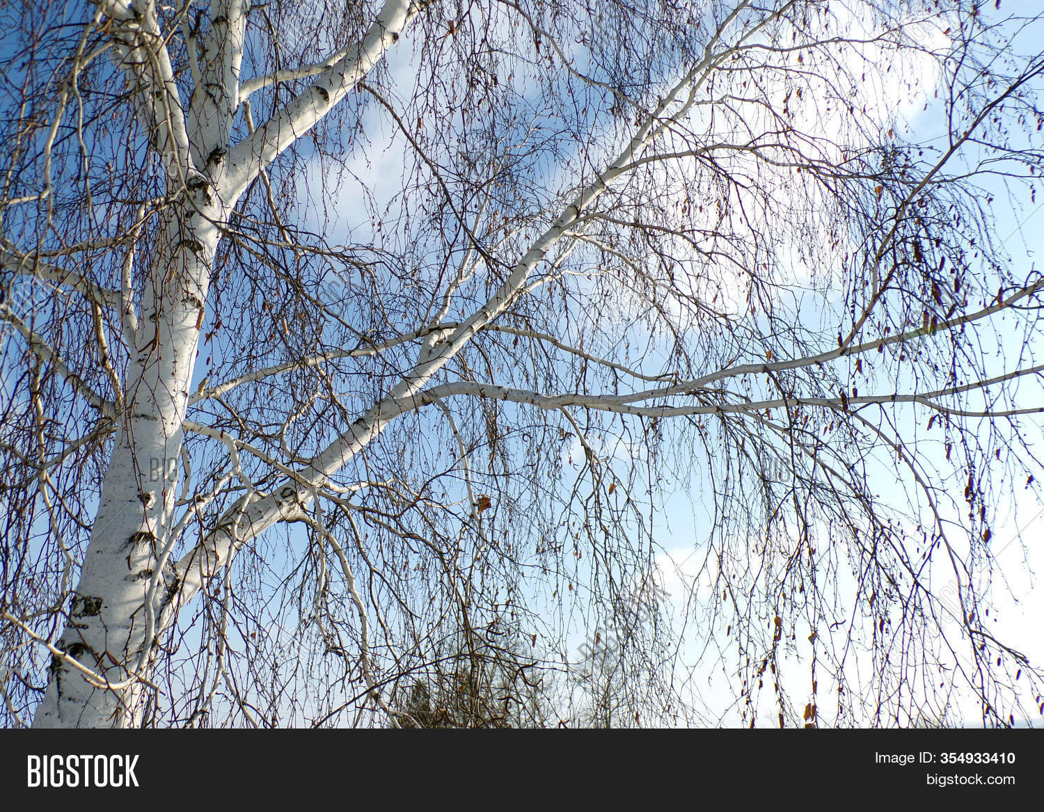 Birch Tree. Birch Image & Photo (Free Trial) | Bigstock