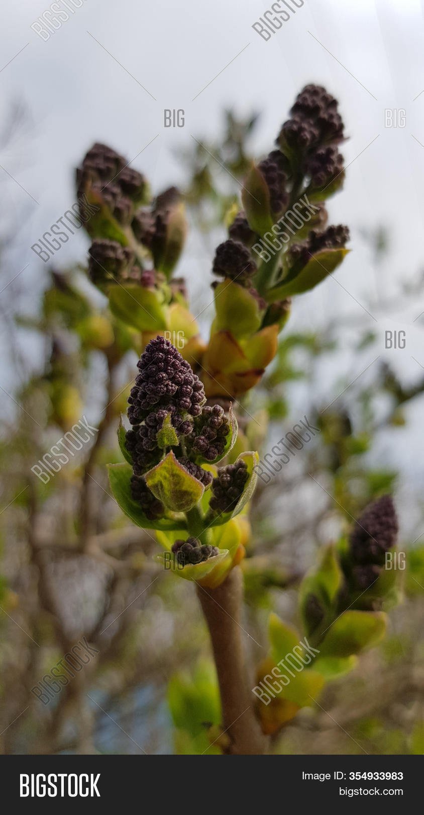 Purple Buds Lilac Image & Photo (Free Trial) | Bigstock