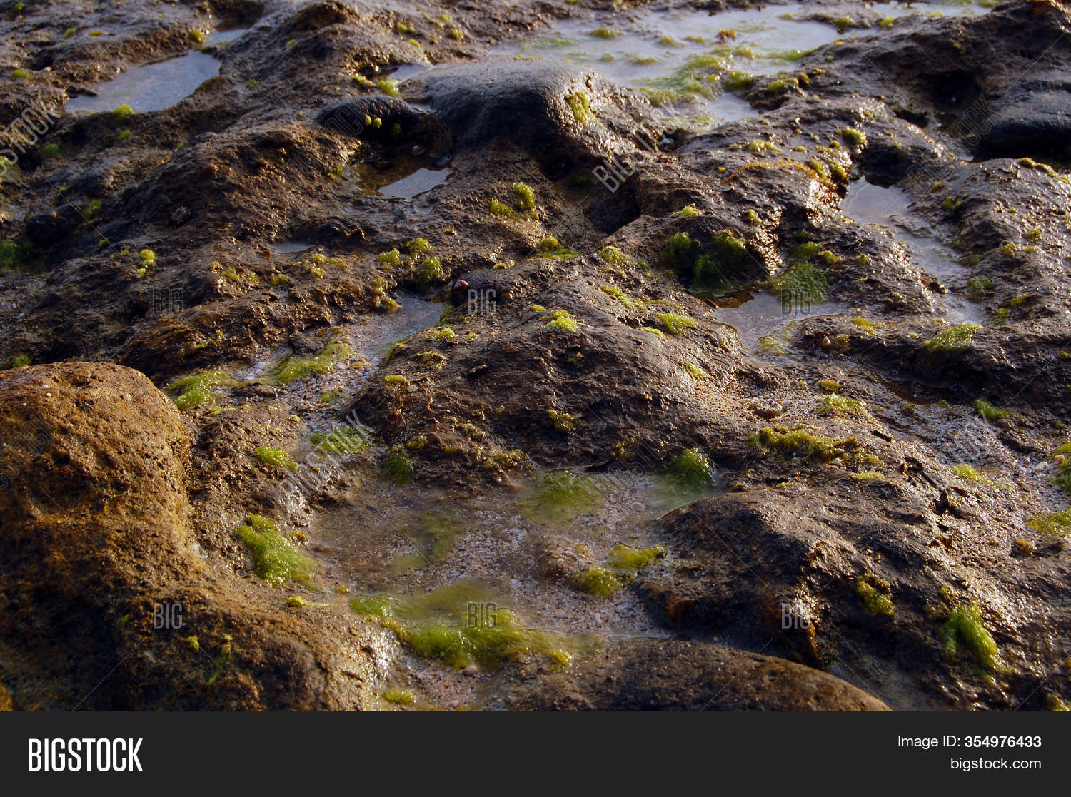 Tali Beach Rocks Algae Image & Photo (Free Trial) | Bigstock