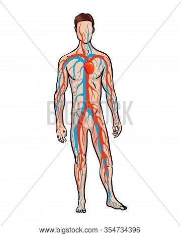 Male Circulatory Vector & Photo (Free Trial) | Bigstock