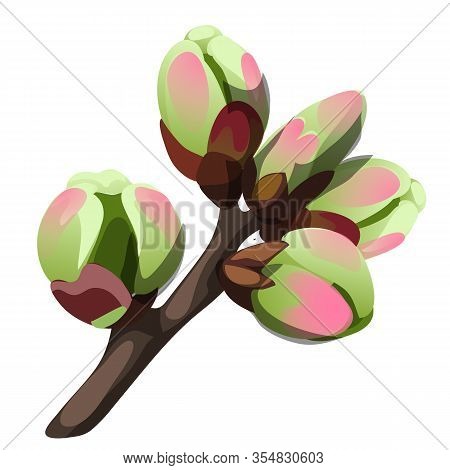 Swelling Buds On Tree Vector & Photo (Free Trial) | Bigstock