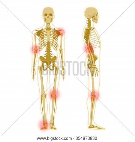 Human Skeleton Front Vector & Photo (Free Trial) | Bigstock