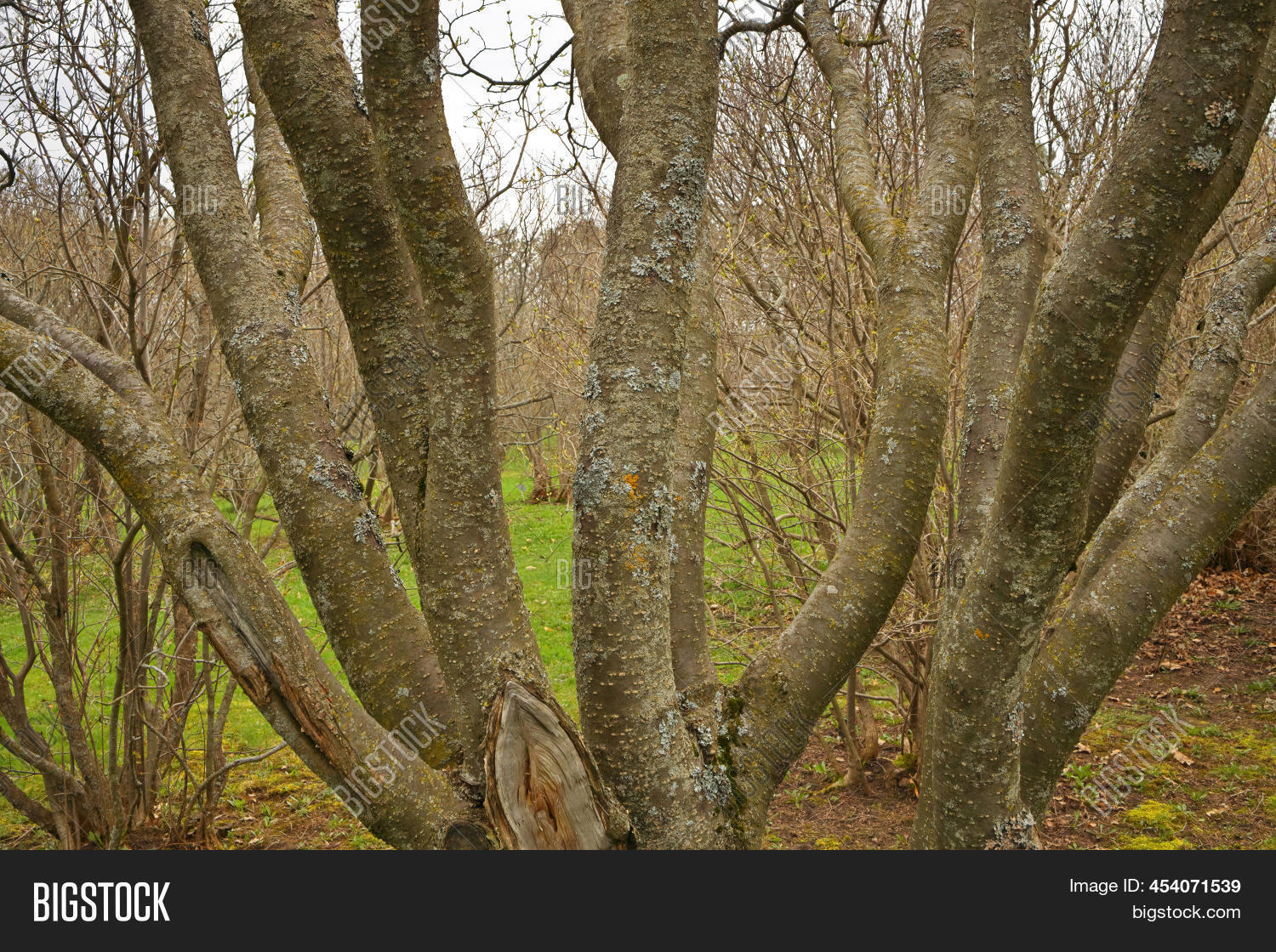 Multi Stem Tree Many Image & Photo (Free Trial) | Bigstock