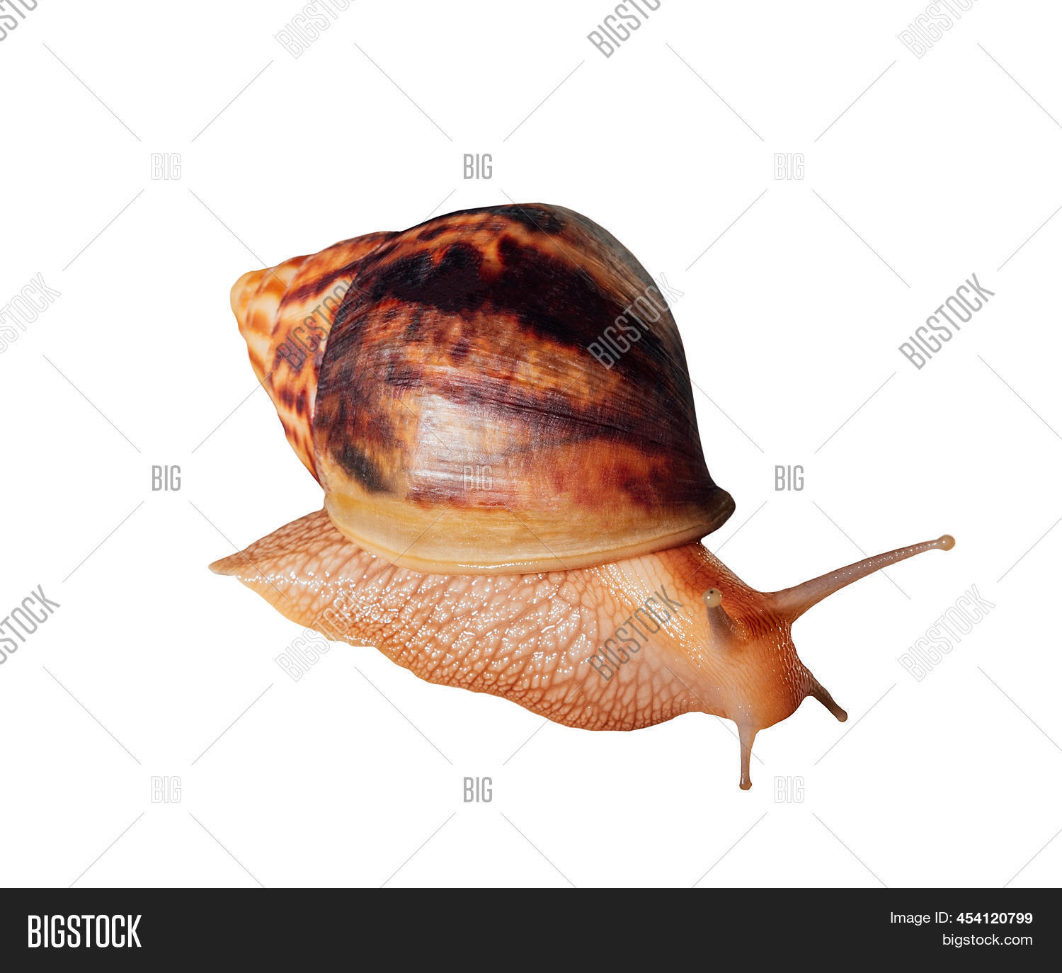 Big Giant African Image And Photo Free Trial Bigstock