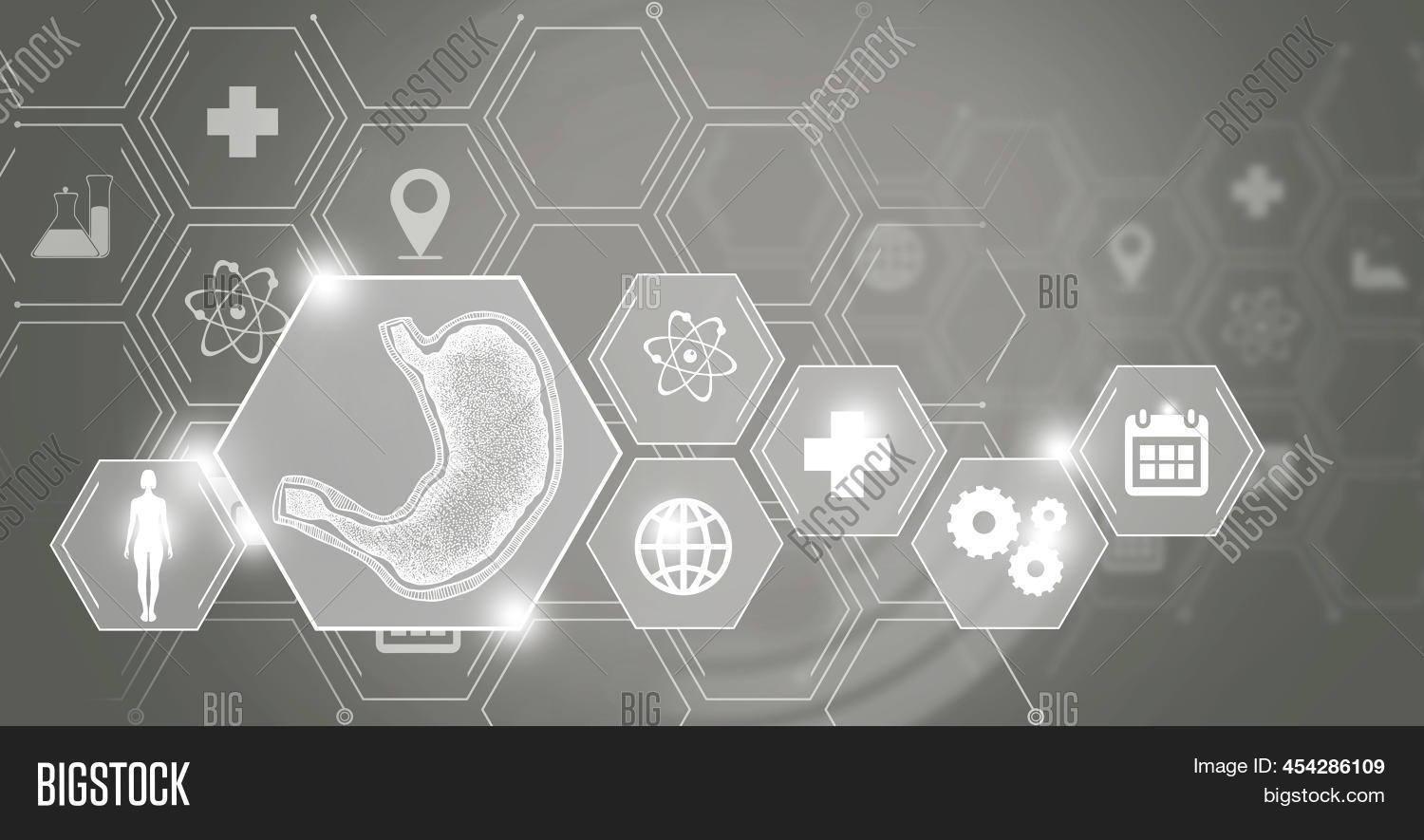 Human Internal Organ Image & Photo (Free Trial) | Bigstock