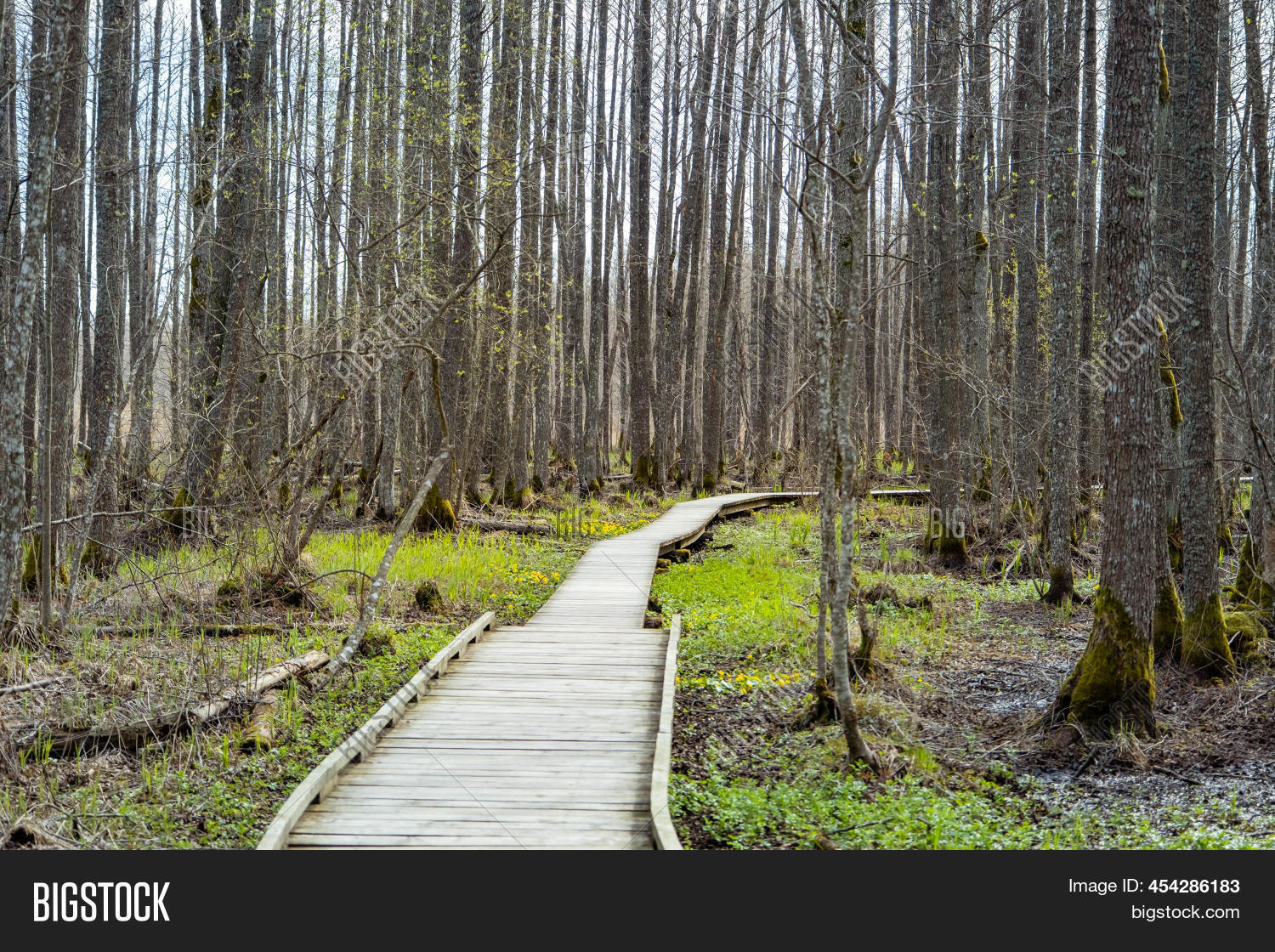 Swamp Tourist Trail. Image & Photo (Free Trial) | Bigstock