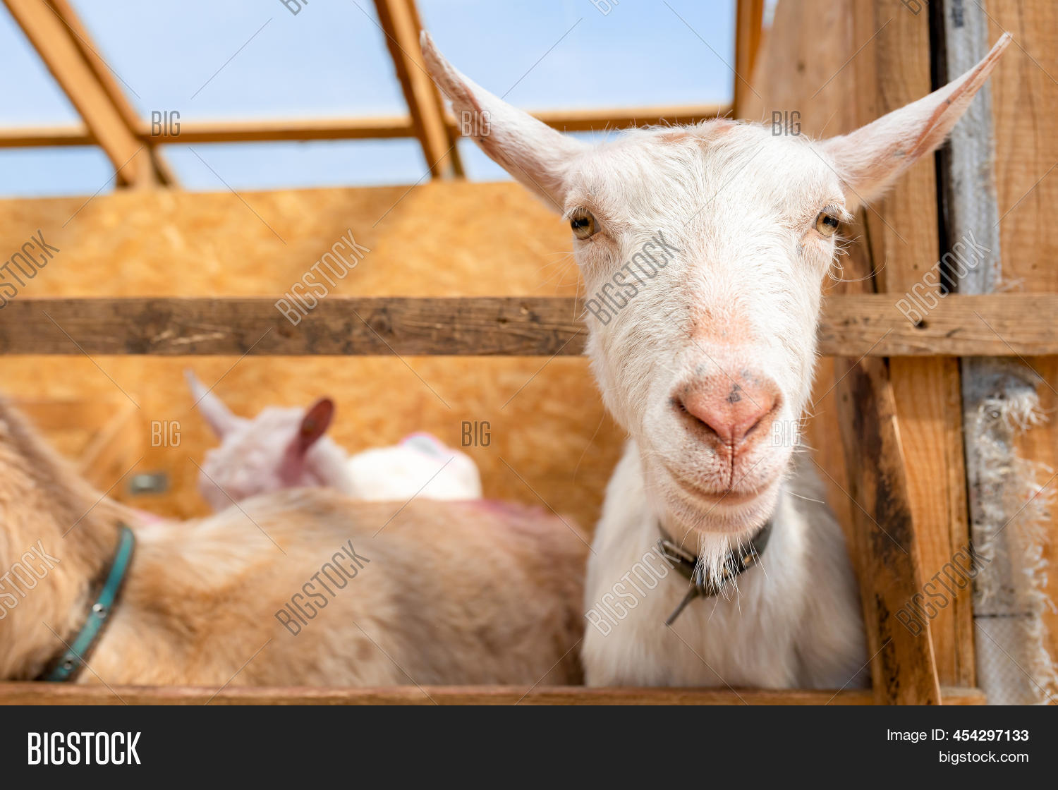 Sad Goat On Farm. Image & Photo (Free Trial) | Bigstock
