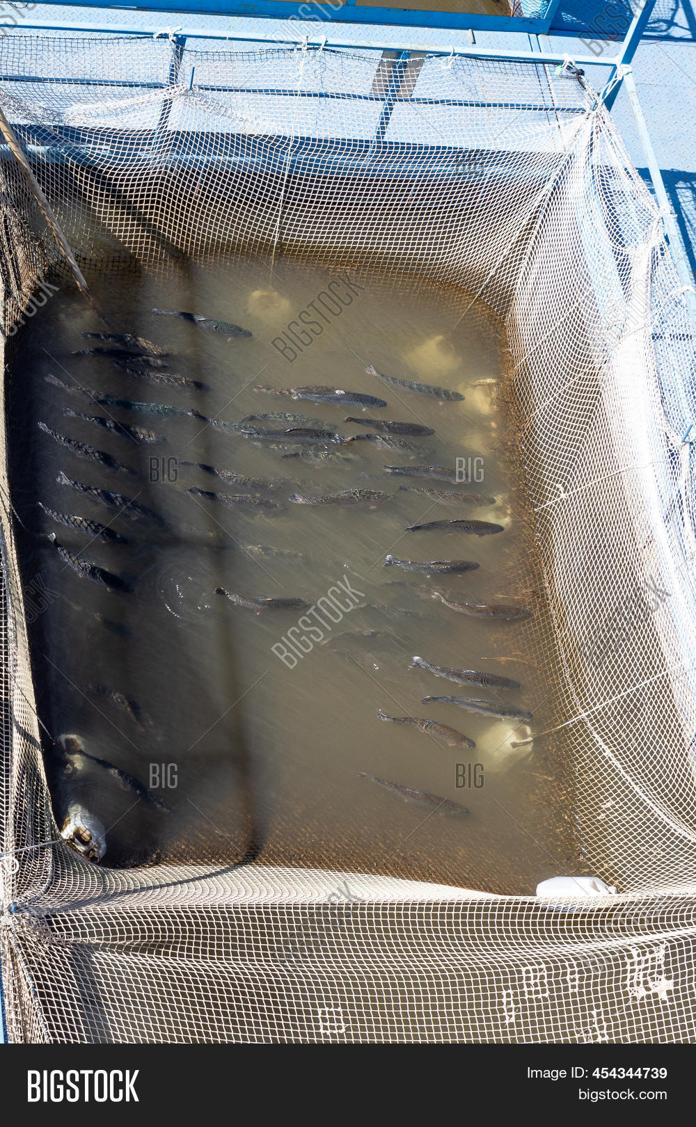 River Fish Farm Image & Photo (Free Trial) | Bigstock