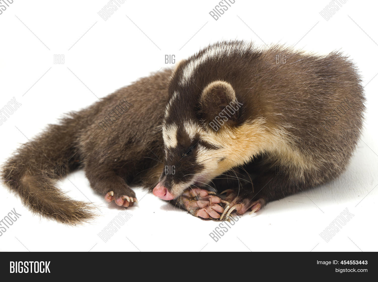 Javan Ferret-badger Image & Photo (Free Trial) | Bigstock