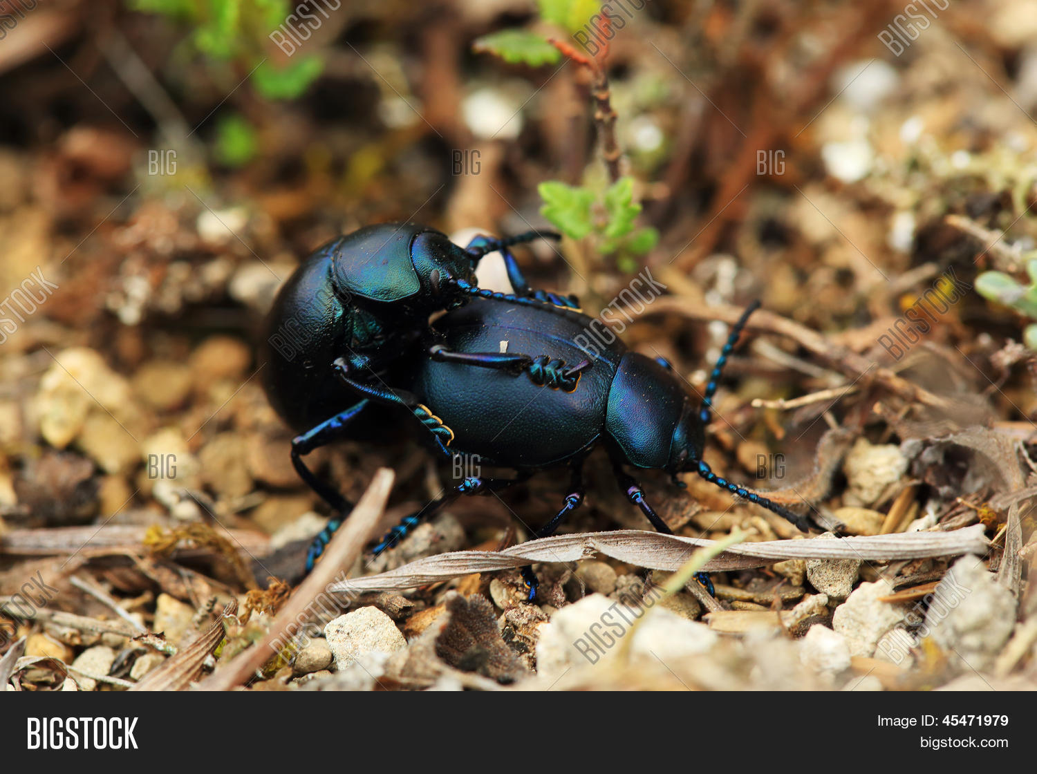 Dor-beetles. Mating Image & Photo (Free Trial) | Bigstock