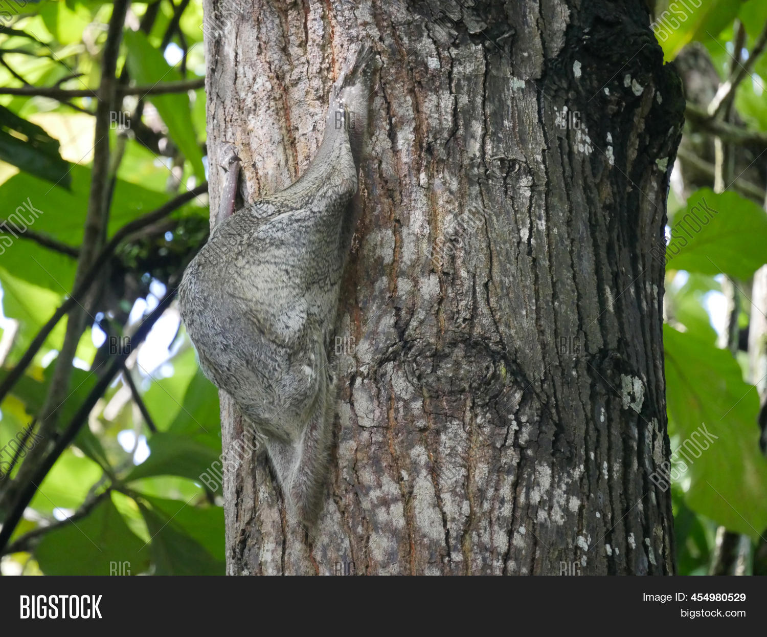 Colugo Animal Known Image & Photo (Free Trial) | Bigstock
