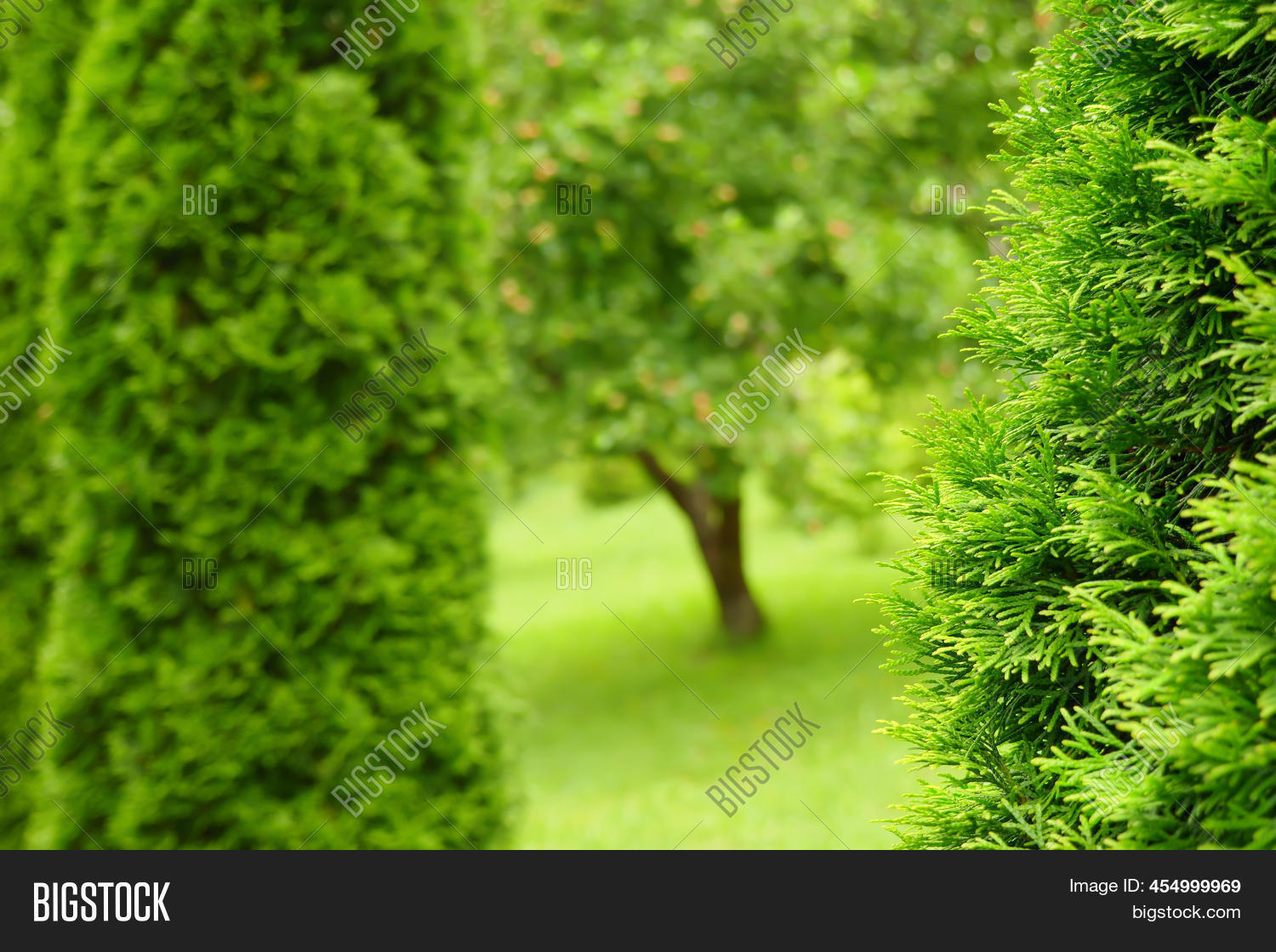 Natural Green Park Image & Photo (Free Trial) | Bigstock