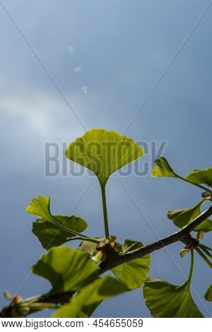 Fan Shaped Green Image & Photo (Free Trial) | Bigstock