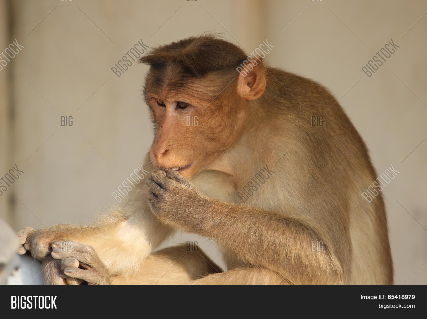 Monkey Hand Over Mouth Image & Photo (Free Trial) | Bigstock