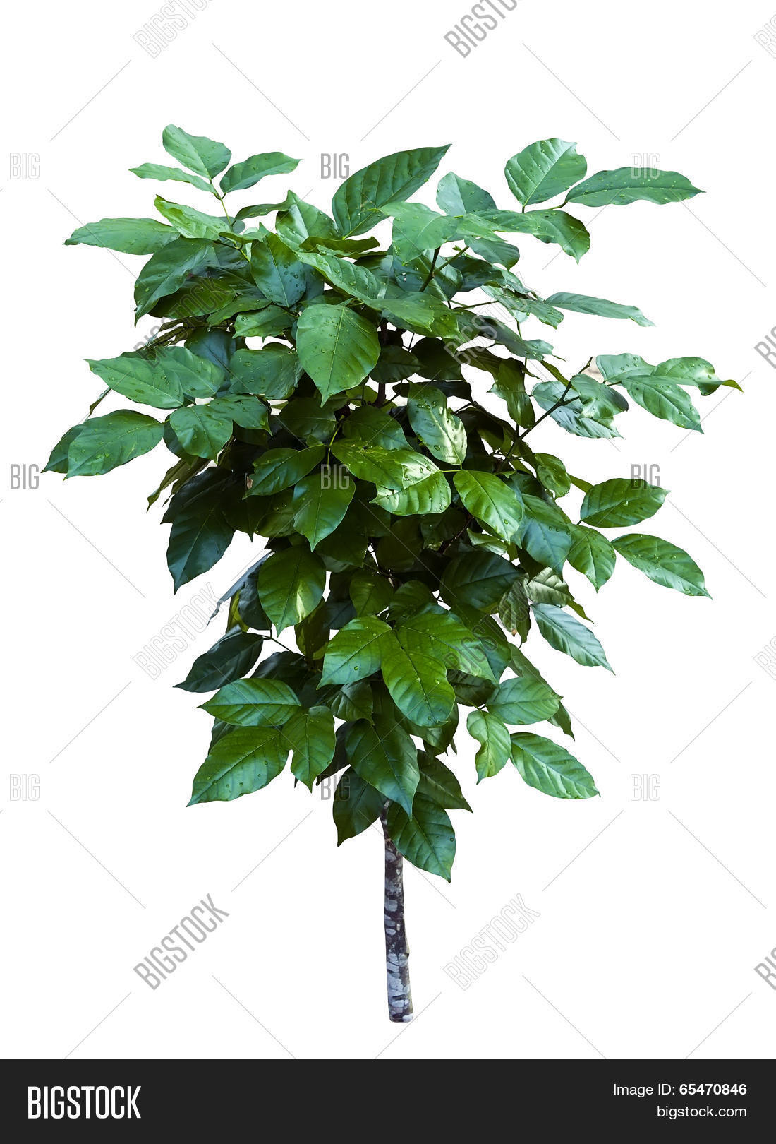 Young Pongamia Pinnata Image & Photo (Free Trial) | Bigstock