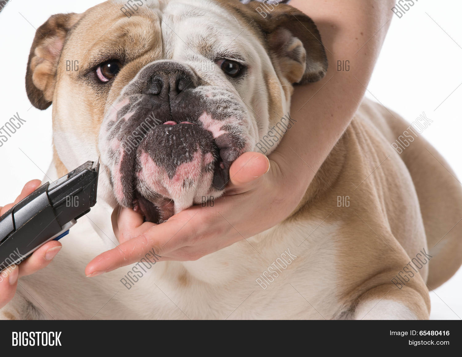 Dog Grooming - English Image & Photo (Free Trial) | Bigstock