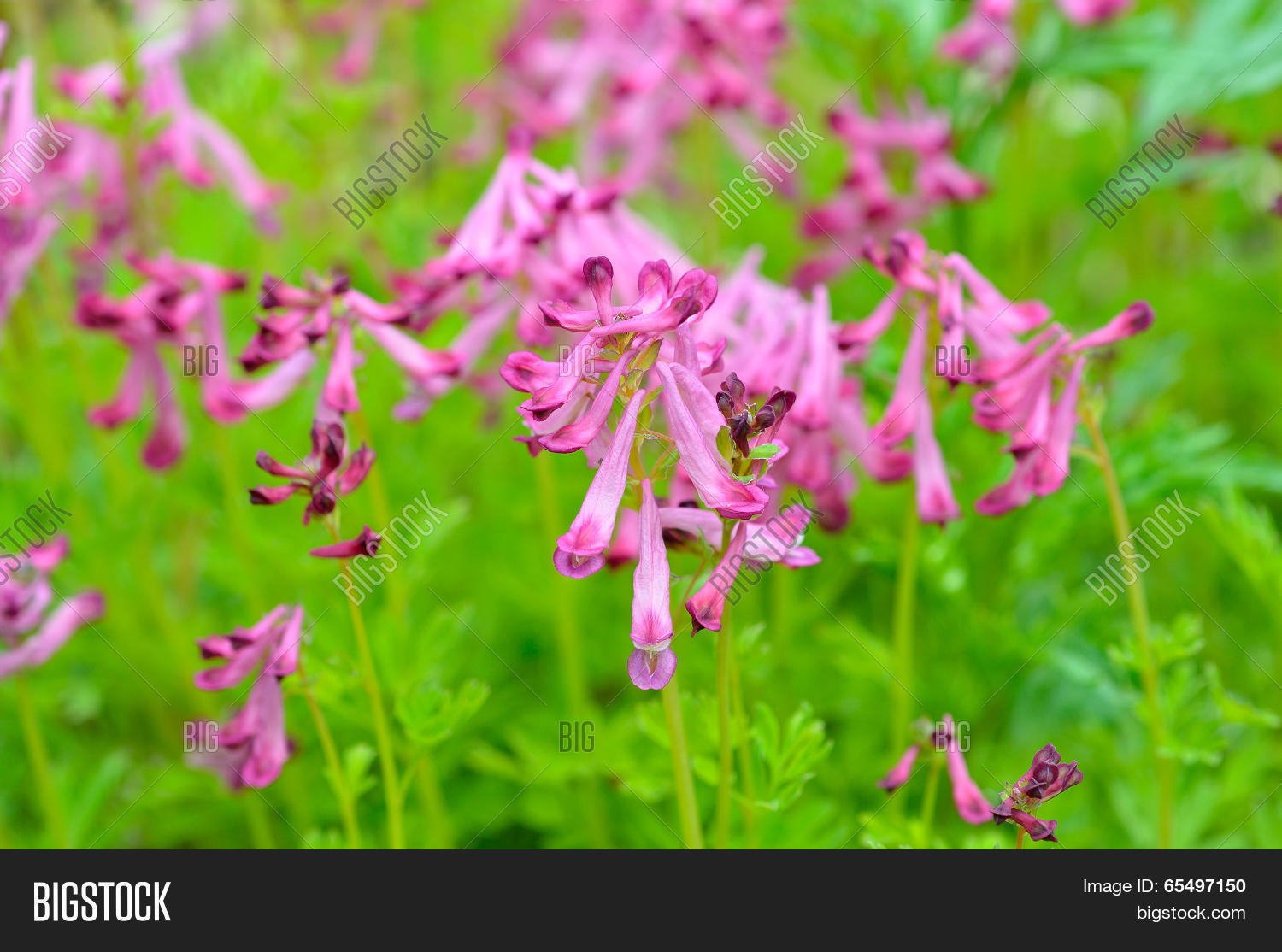 Flowers Birthwort ( Image & Photo (Free Trial) | Bigstock