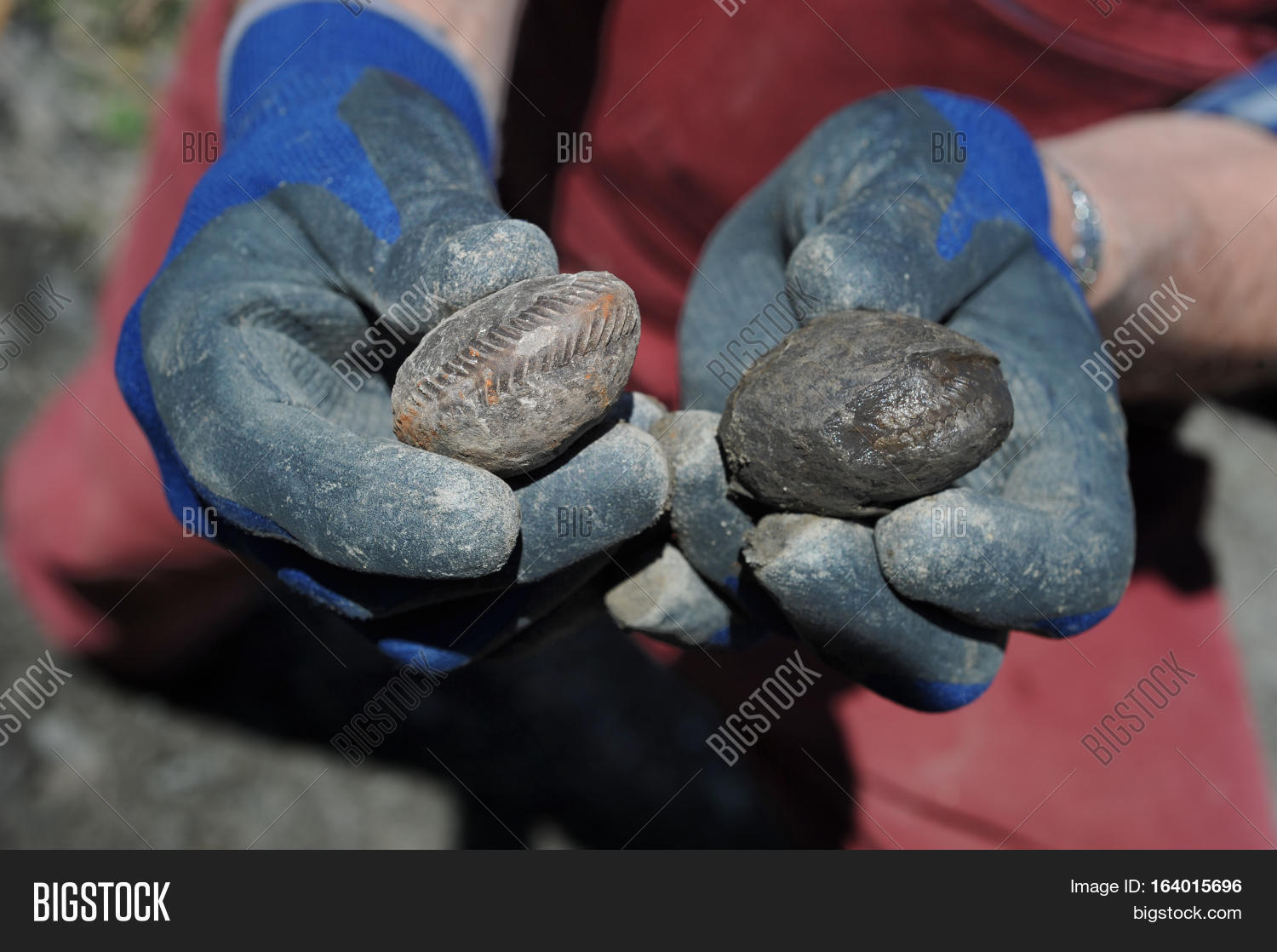 Ammonite - Fossil Image & Photo (Free Trial) | Bigstock