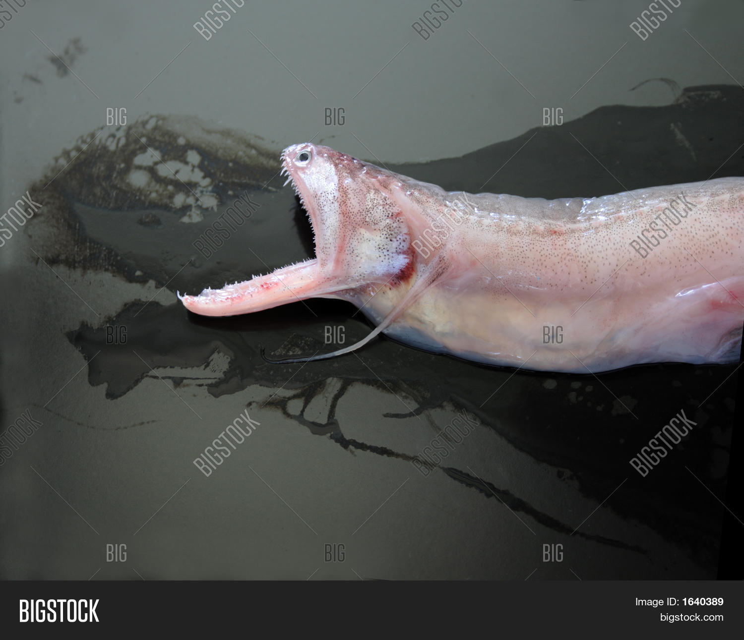 Scary Fish Image & Photo (Free Trial) | Bigstock
