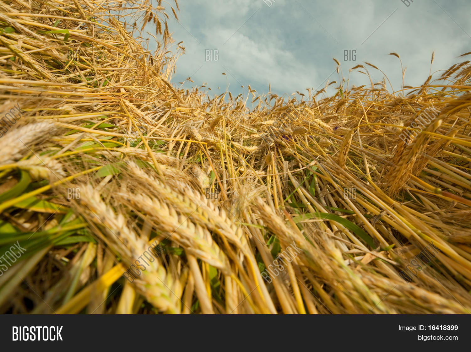 Golden Wheat Ready Image & Photo (Free Trial) | Bigstock
