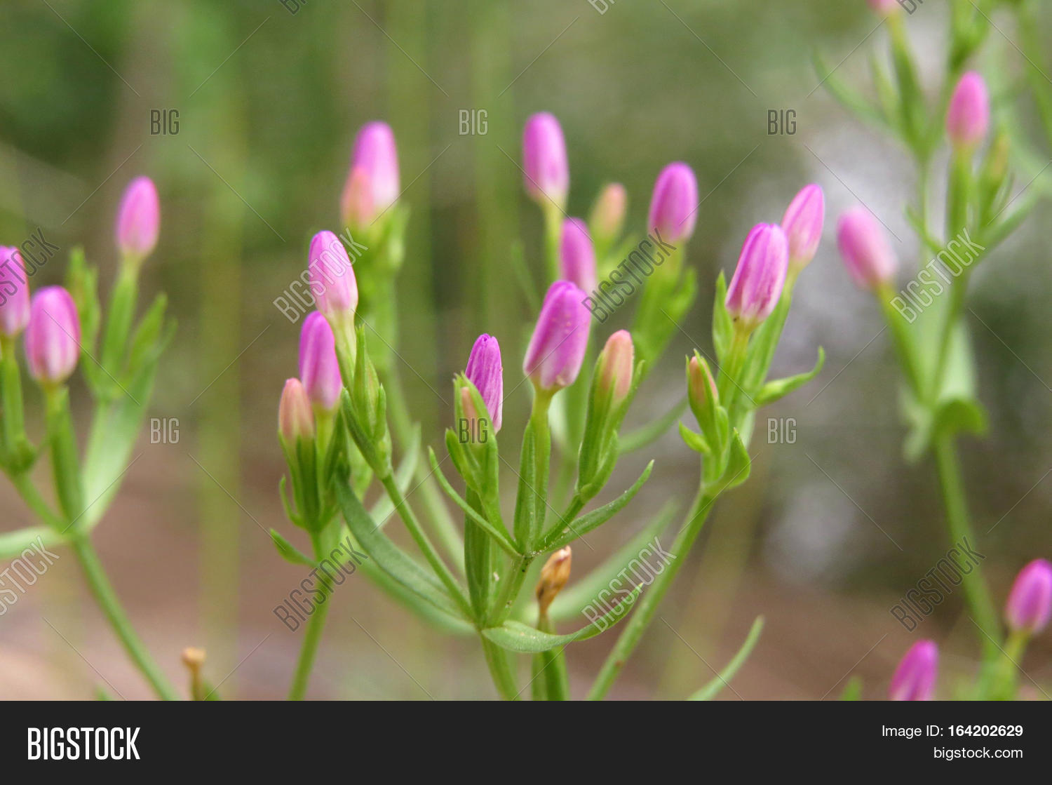 Tiny Pink Wildflowers Image & Photo (Free Trial) | Bigstock