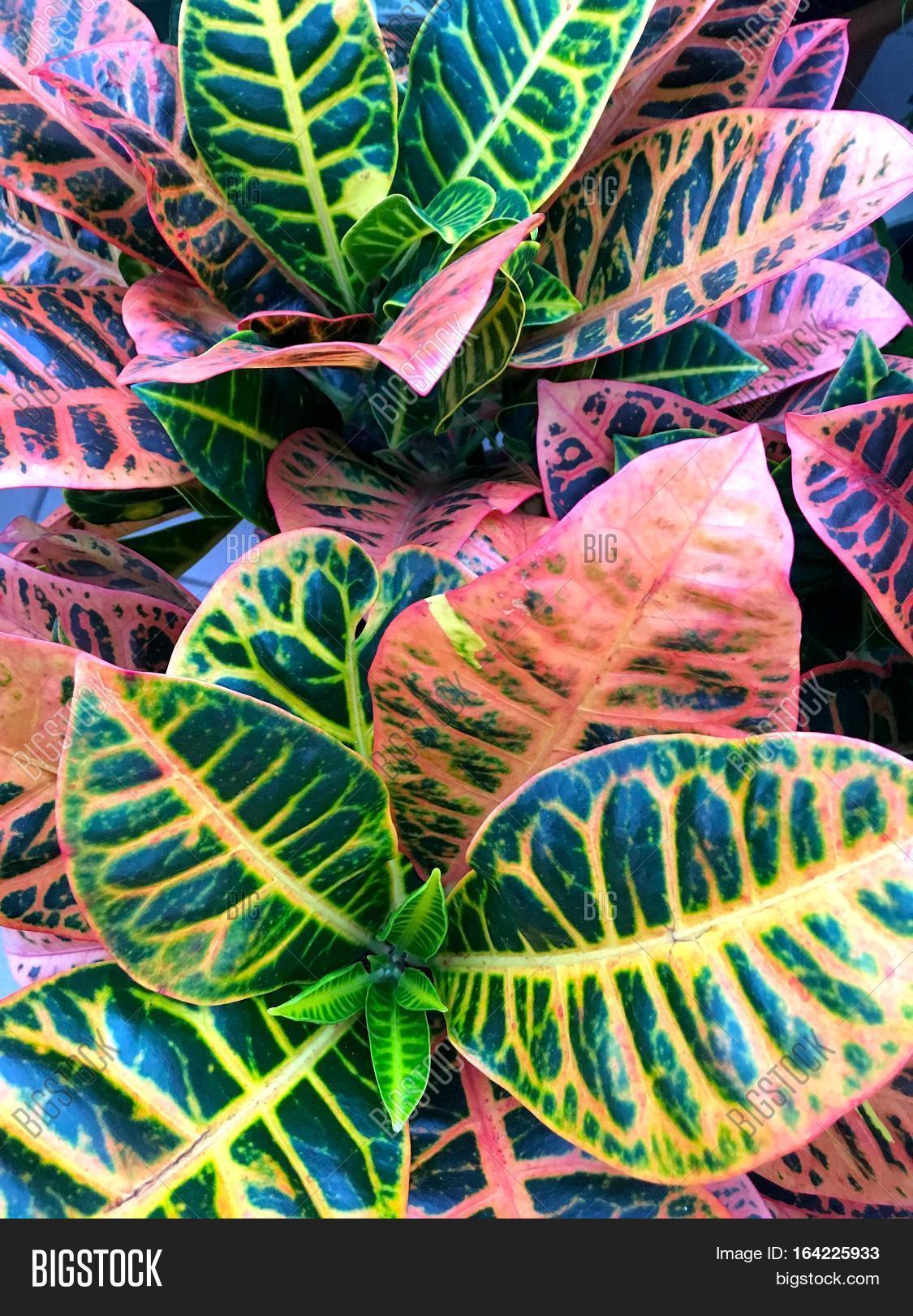 Multi-colored Leaves Image & Photo (Free Trial) | Bigstock