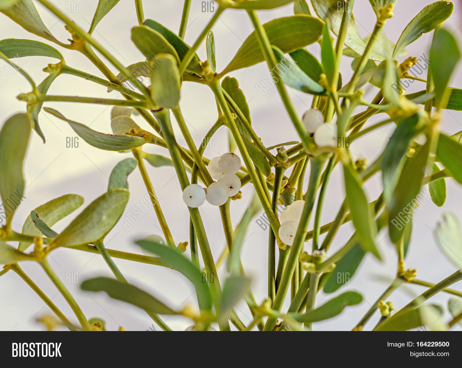 Viscum Album, Image & Photo (Free Trial) | Bigstock