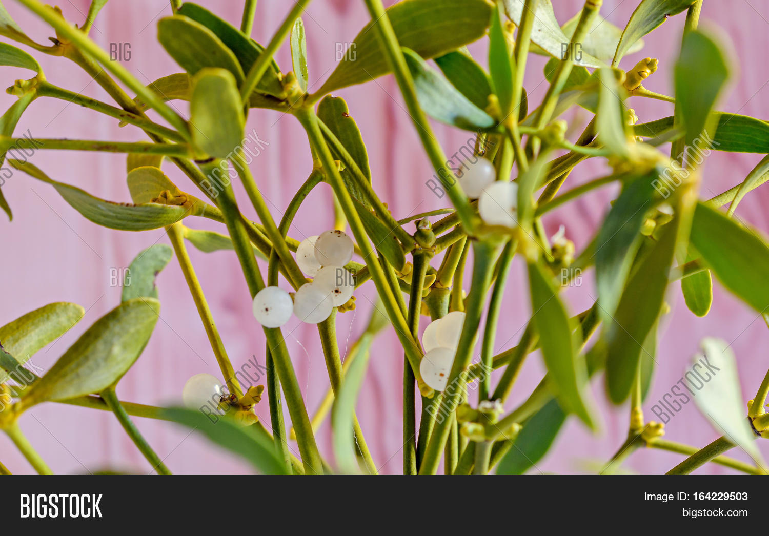 Viscum Album, Image & Photo (Free Trial) | Bigstock