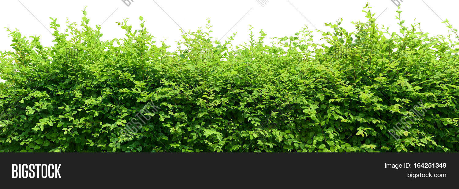Green Long Hedge Image & Photo (Free Trial) | Bigstock