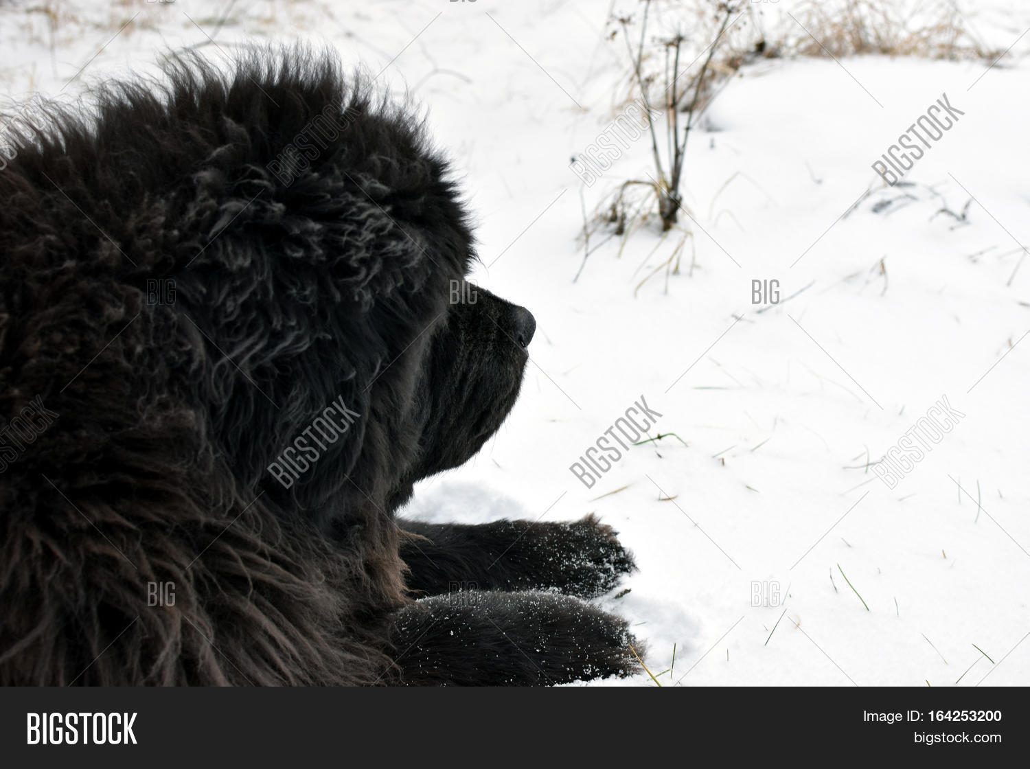 Old Newfoundland Dog Image & Photo (Free Trial) | Bigstock