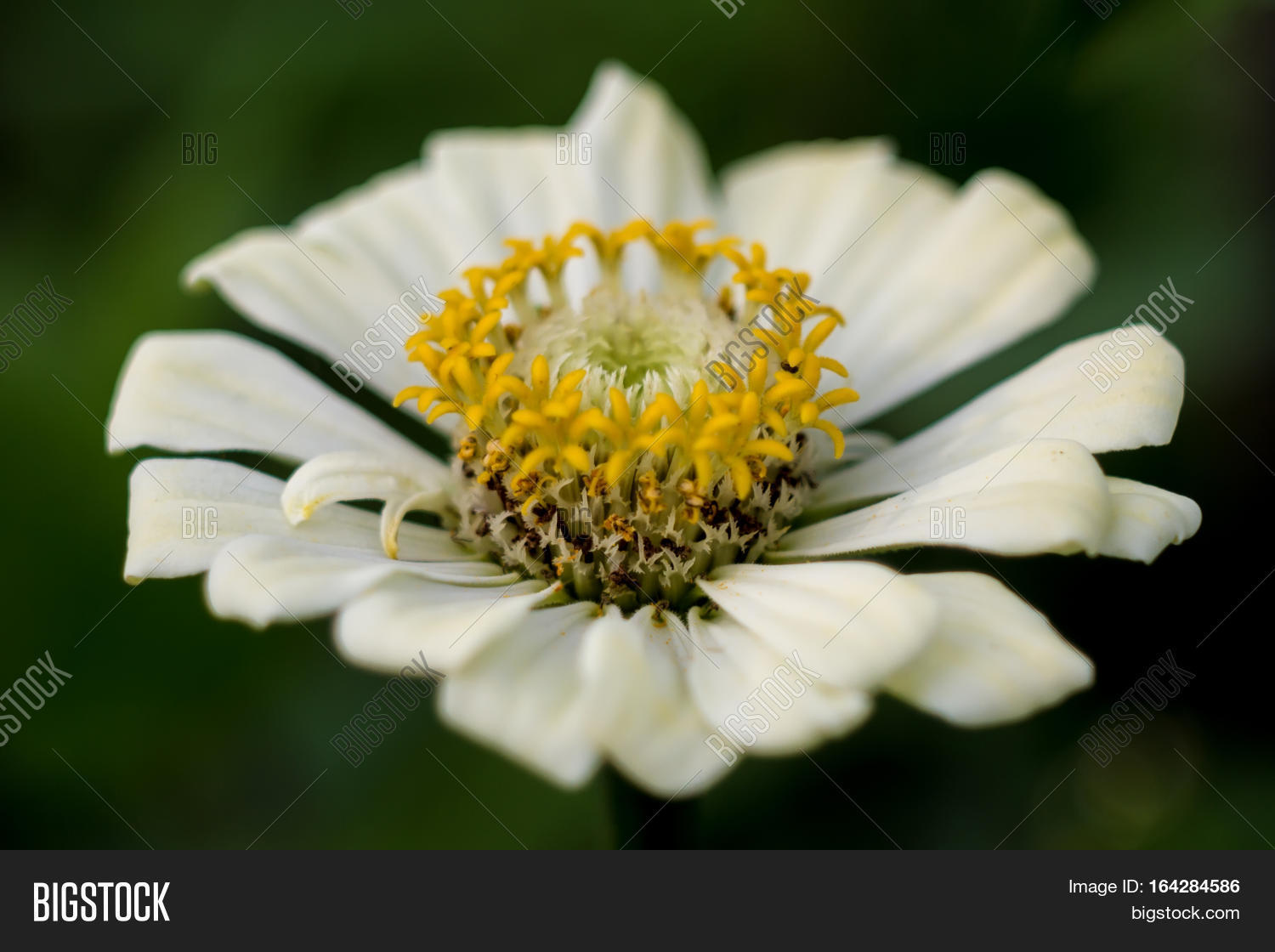 Beautiful Summer Time Image & Photo (Free Trial) | Bigstock