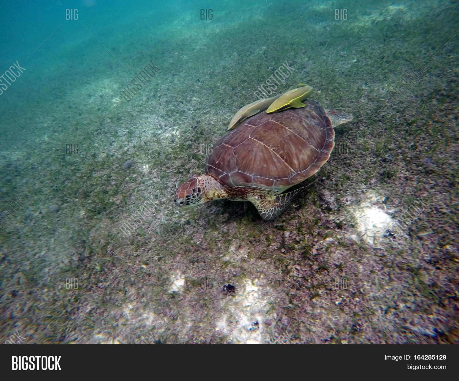 Mexican Sea Turtle Image & Photo (Free Trial) | Bigstock