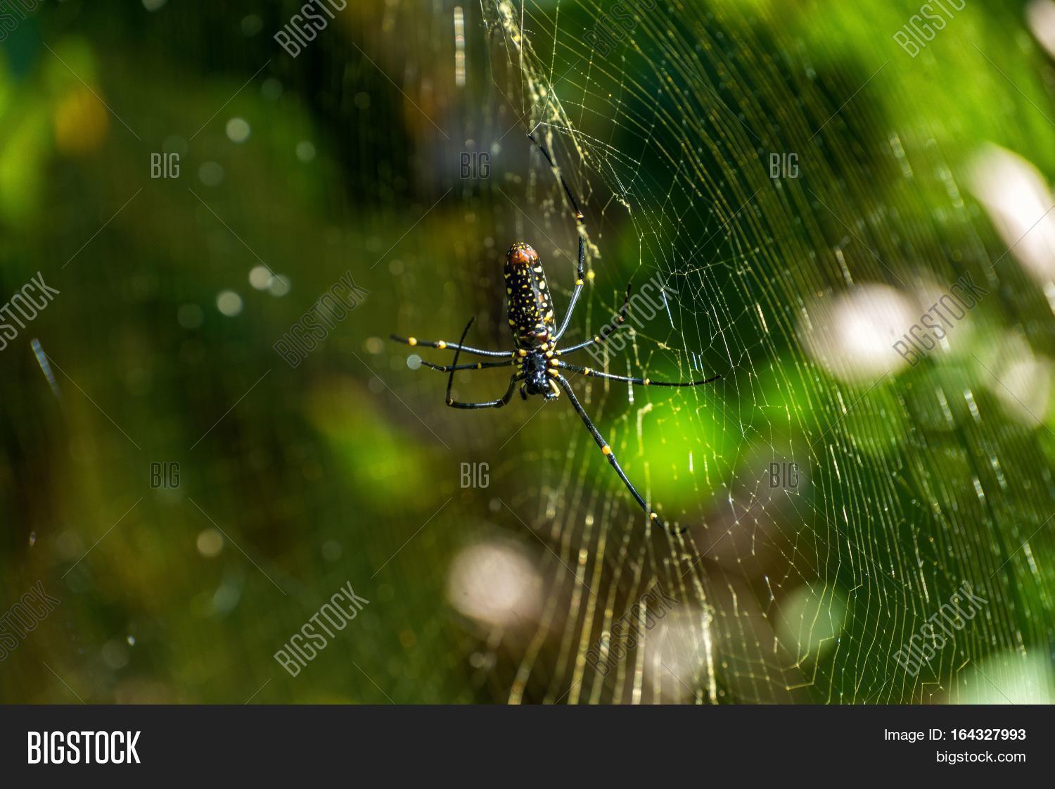 Spider On Spider Web Image & Photo (Free Trial) | Bigstock