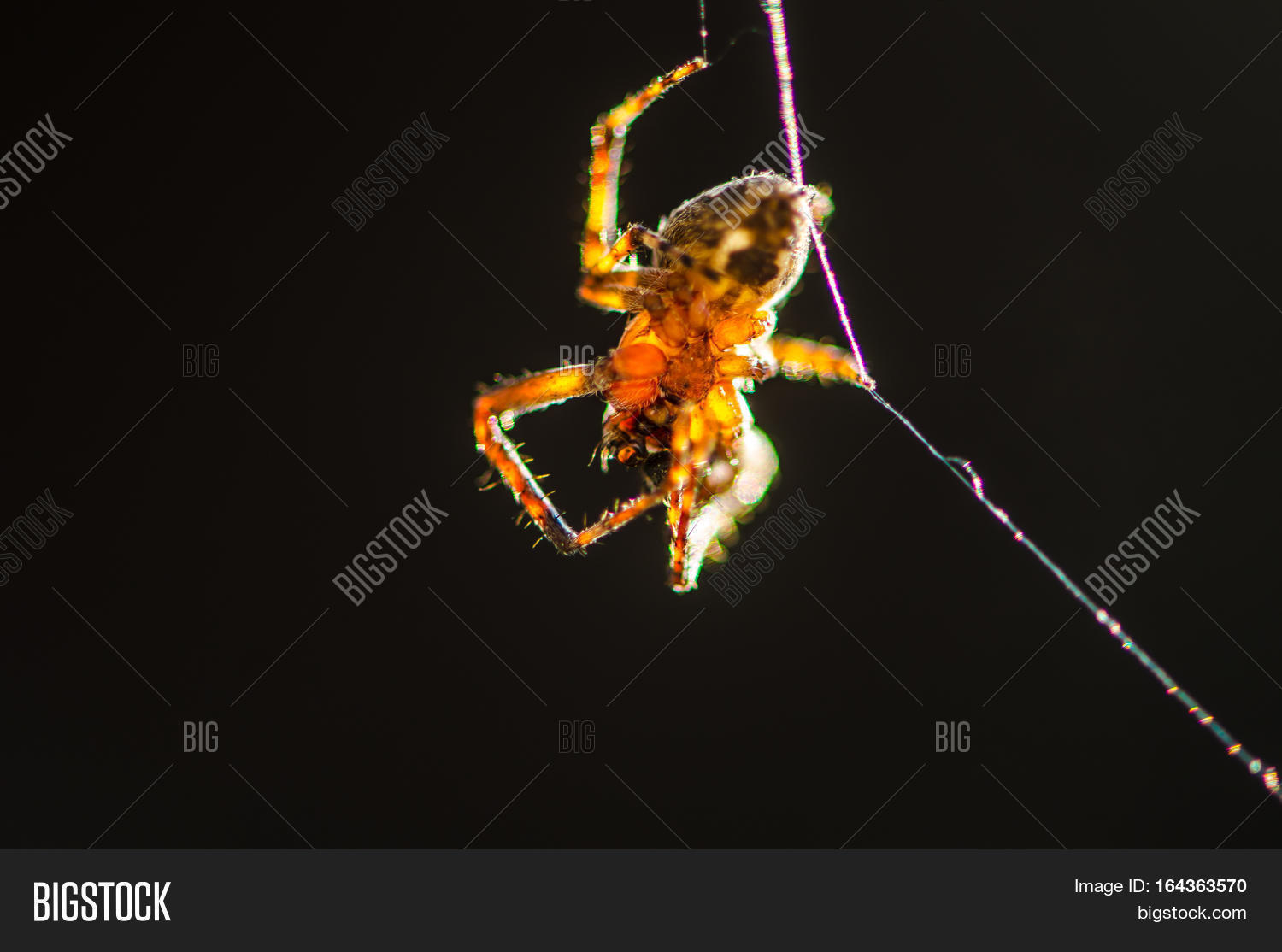 Imagen y foto Spider Hanging By (prueba gratis) | Bigstock