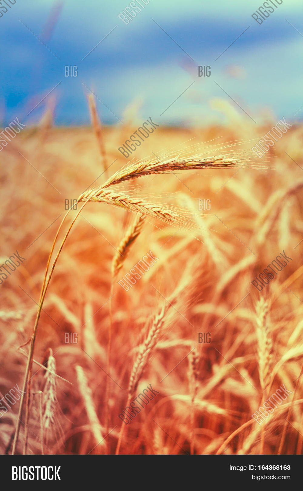 Close Ripe Wheat Image & Photo (Free Trial) | Bigstock