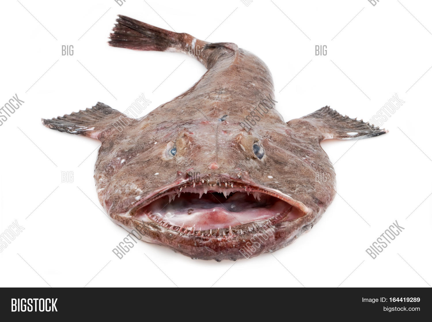 Big Monkfish (Lophius Image & Photo (Free Trial) | Bigstock